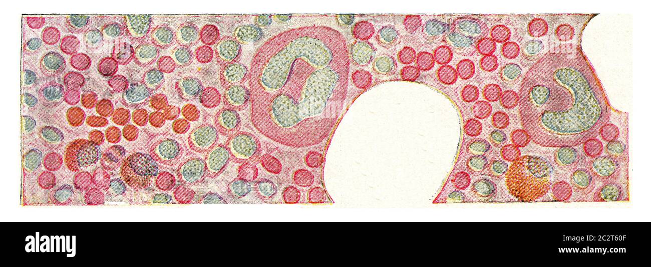 Cut of a fragment of the red marrow of the rabbit, vintage engraved ...