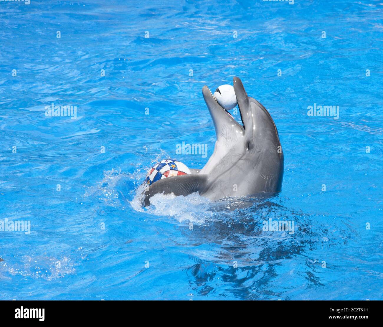 Dancing dolphin with balls at pool Stock Photo - Alamy