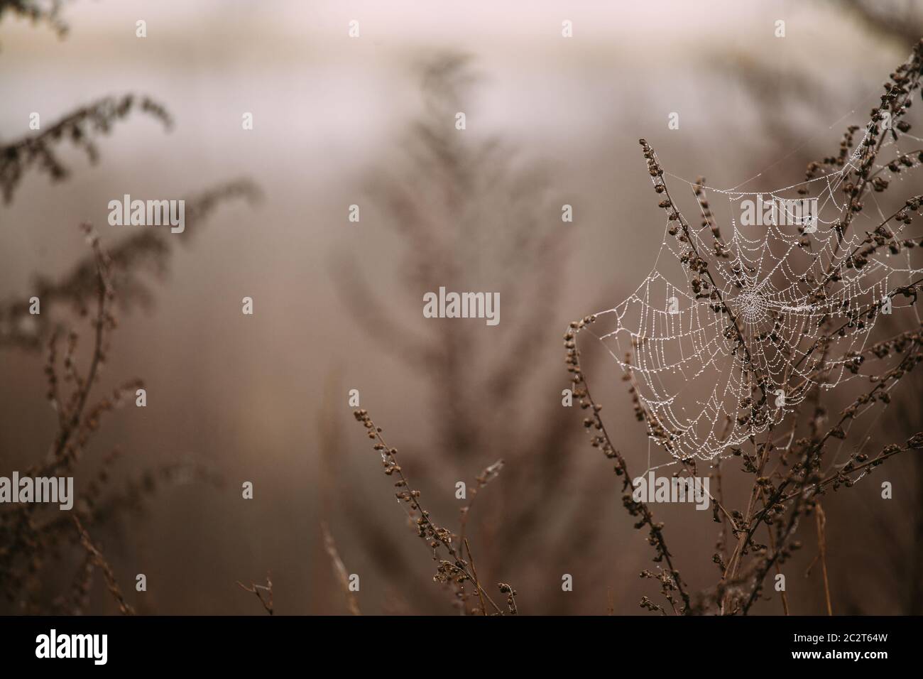 Spider web in the morning dew drops on the field. Autumn rainy day ...