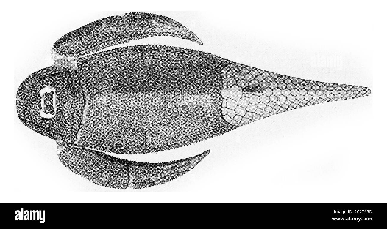 Reconstitution of a fish cuirass of the Devonian, vintage engraved ...