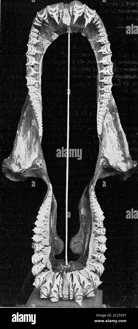 Upper and lower jaw of a shark, vintage engraved illustration. From the ...