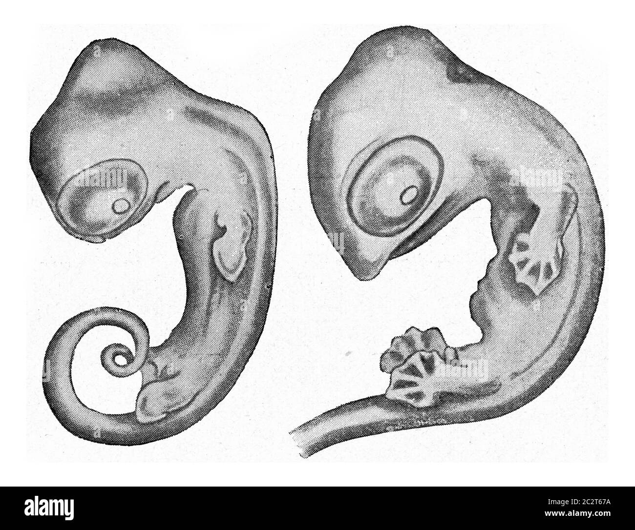 Embryology; Embryology; THE EMBRYO Two Salamander Embryos, 42% OFF