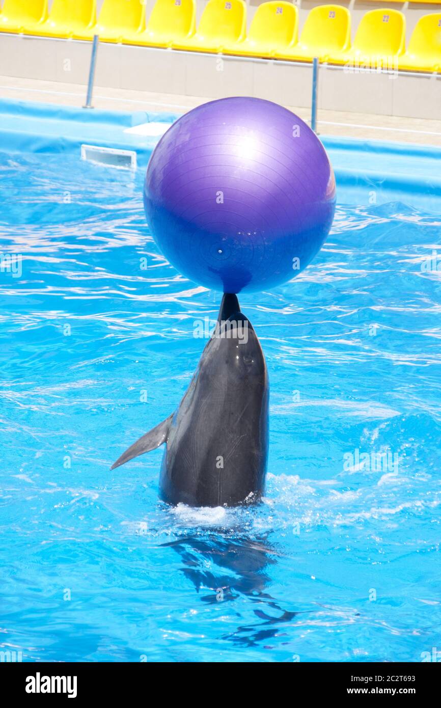 Dancing dolphin with ball at pool Stock Photo - Alamy