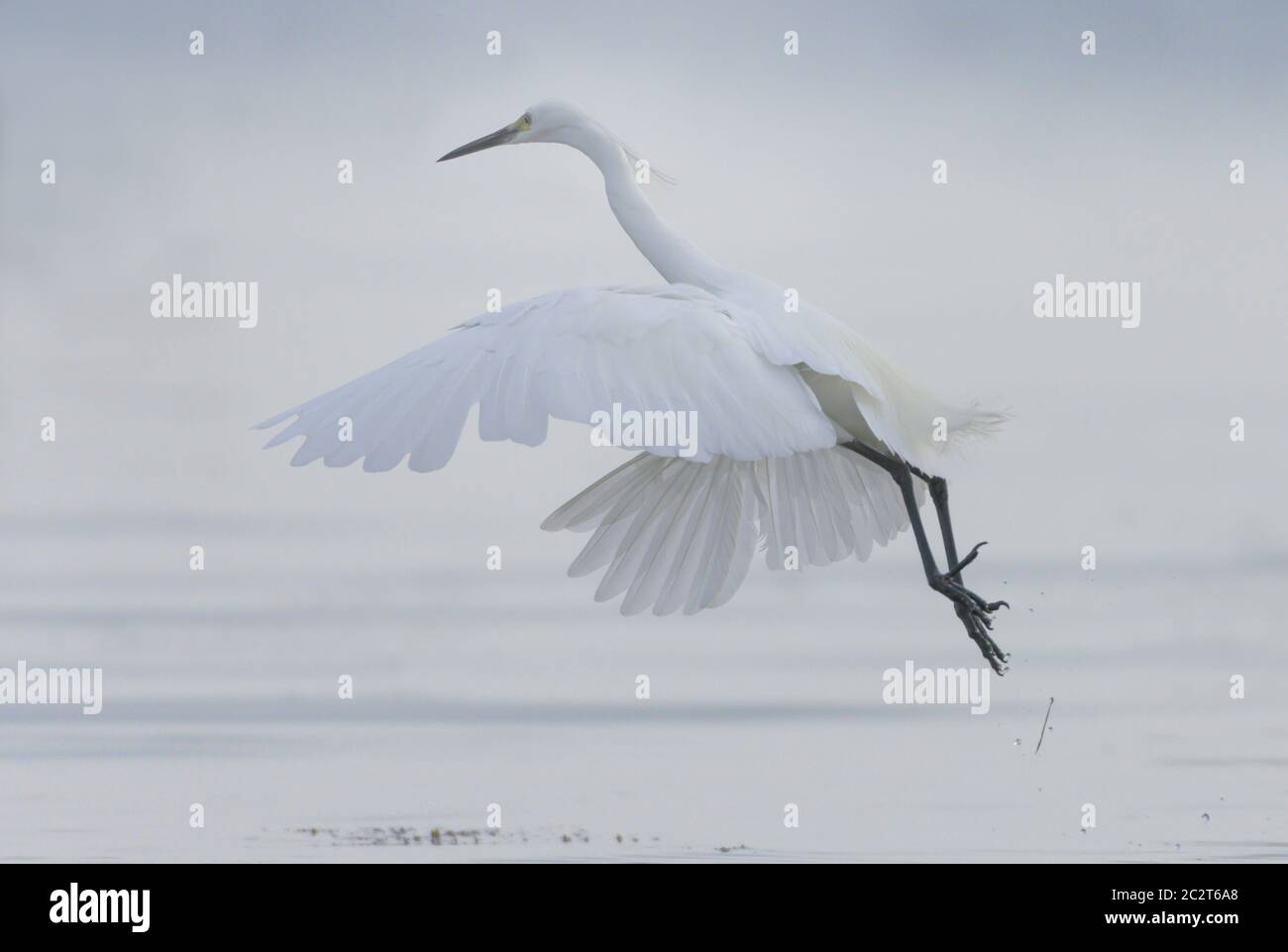 Great Eastern Egret flying agains white back ground water Stock Photo ...