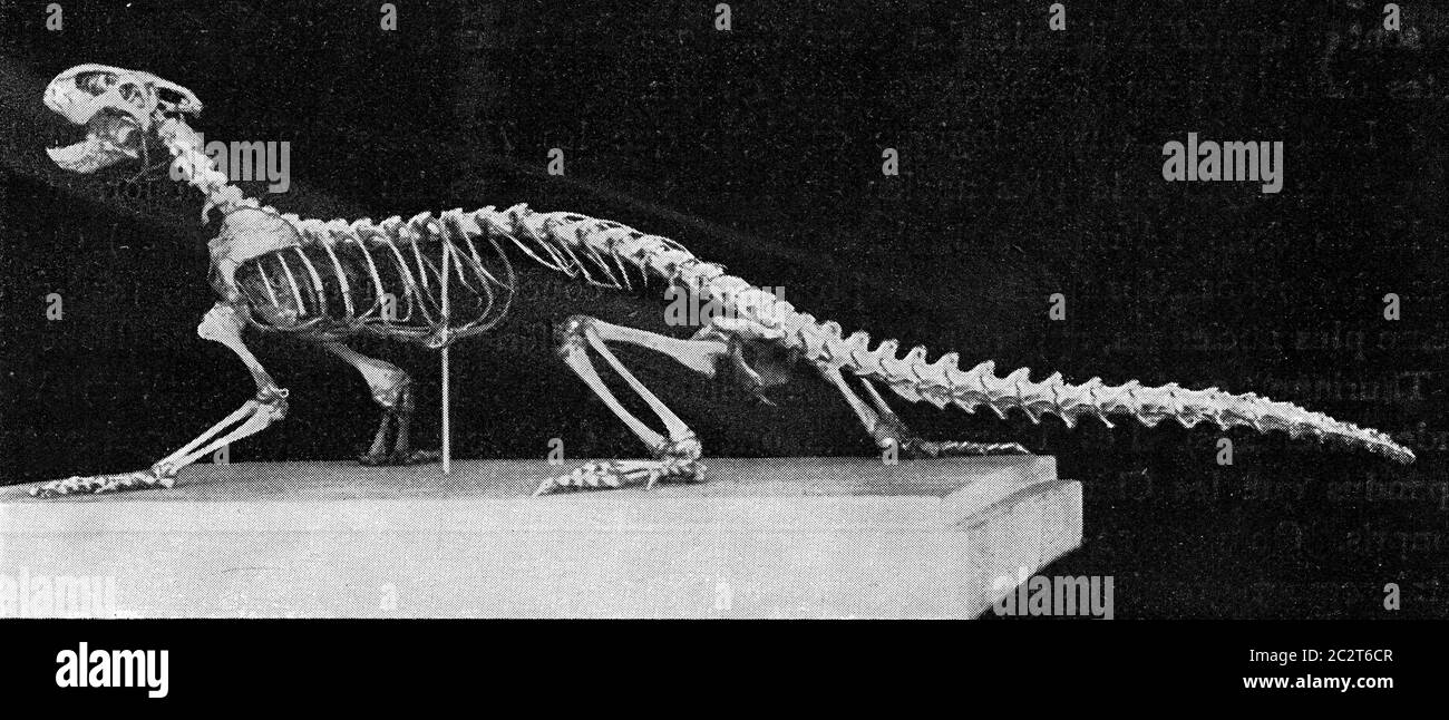 Skeleton of a modern lizard, vintage engraved illustration. From the ...