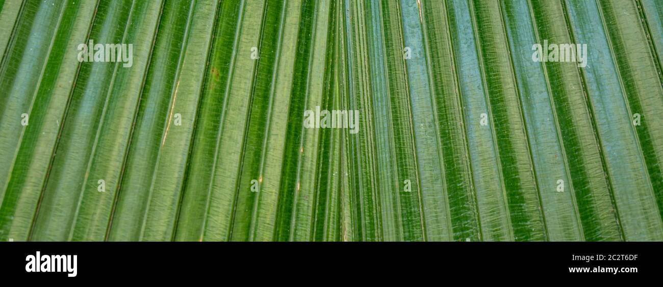 Panorama green background template palm tree Stock Photo - Alamy