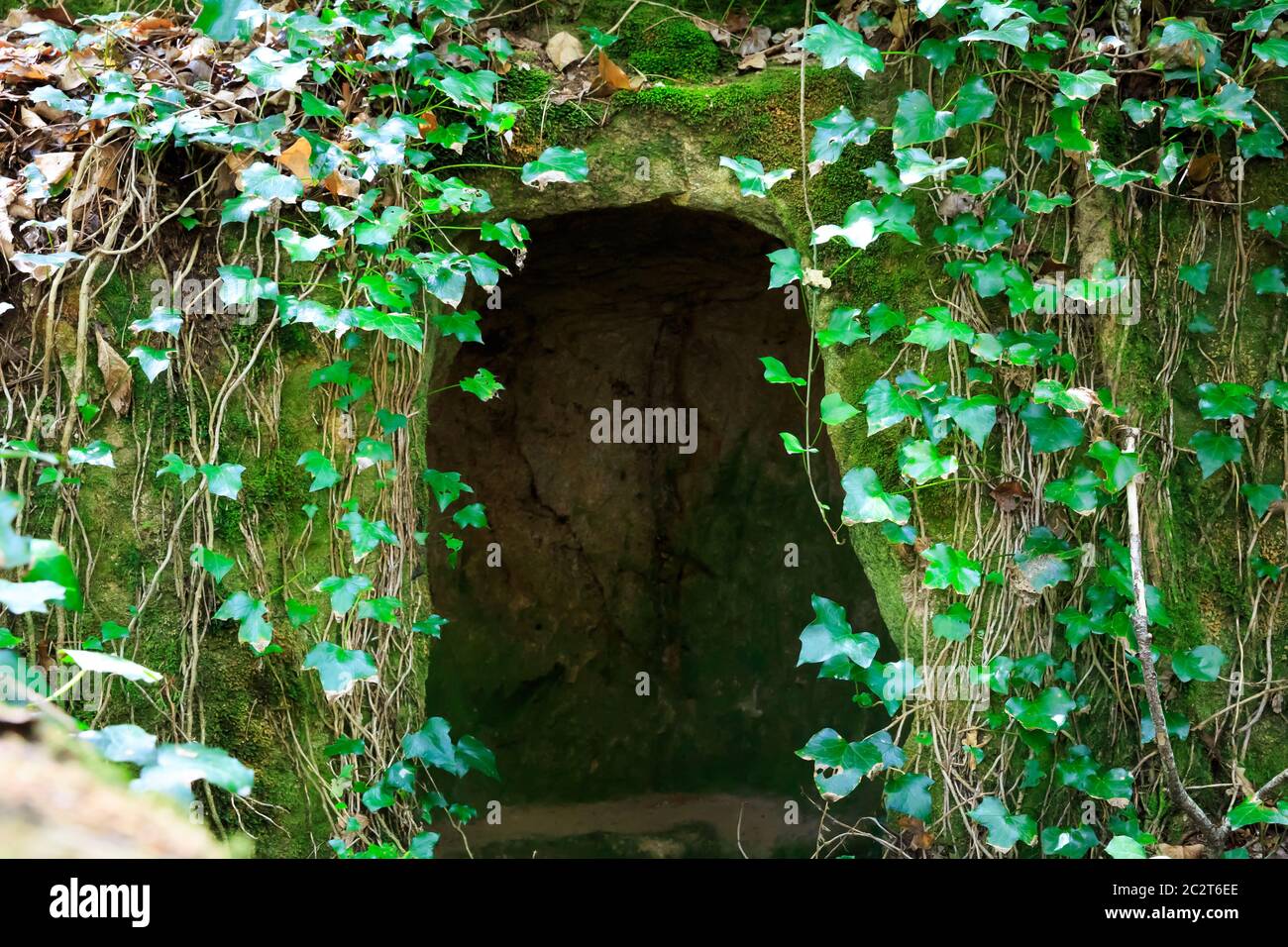 Wild green cave with ivy in the forest Stock Photo - Alamy