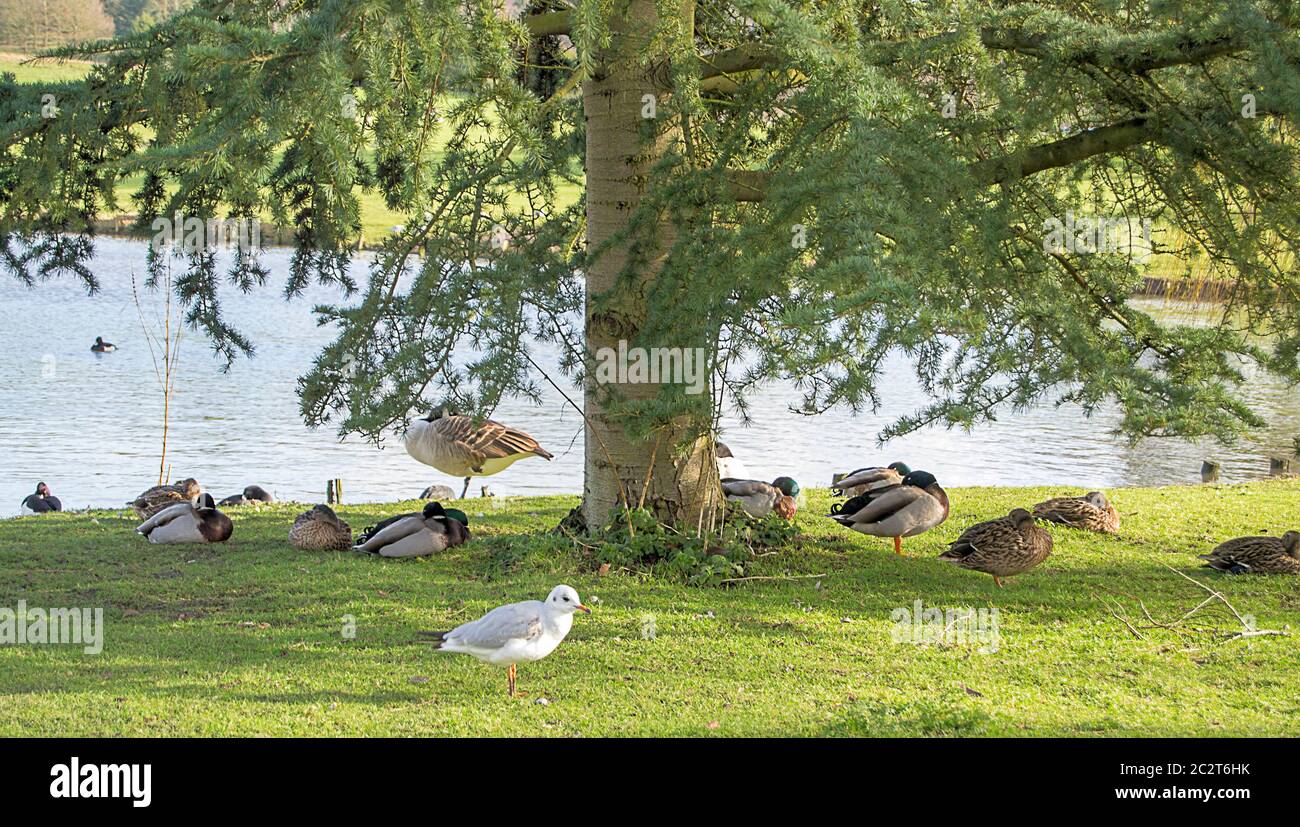 Wild ducks resting under a tree Stock Photo - Alamy