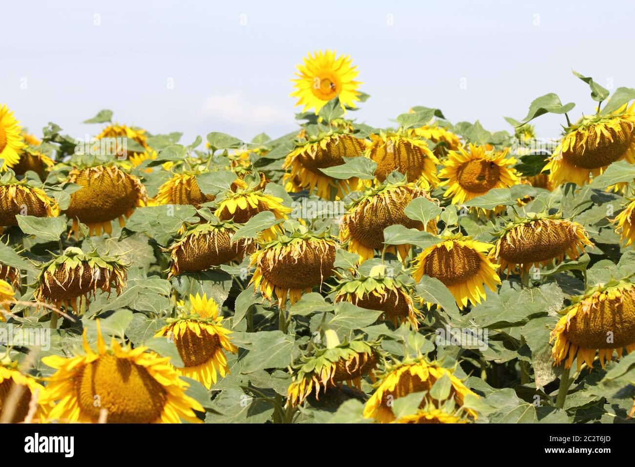 Faded sunflower hi-res stock photography and images - Alamy