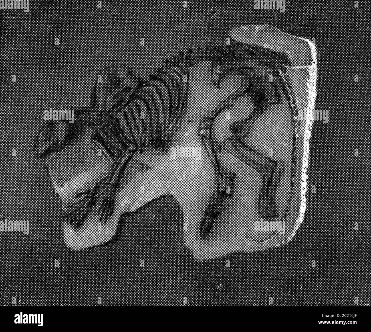 Skeleton of Phenacodus primaevus, vintage engraved illustration. From ...