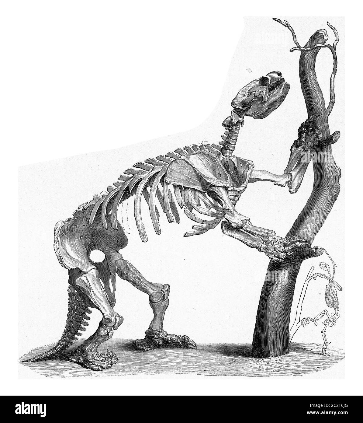 Skeleton of a giant lazy prehistoric times compared to the skeleton of ...