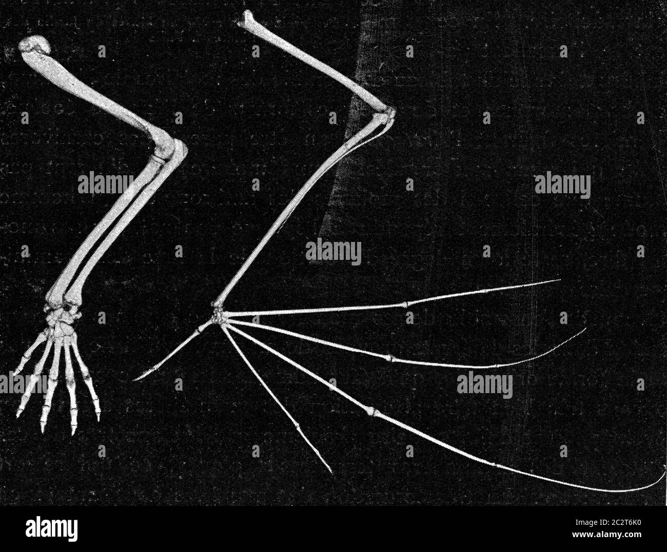 Skeleton of the arm of a monkey and a bat, vintage engraved ...