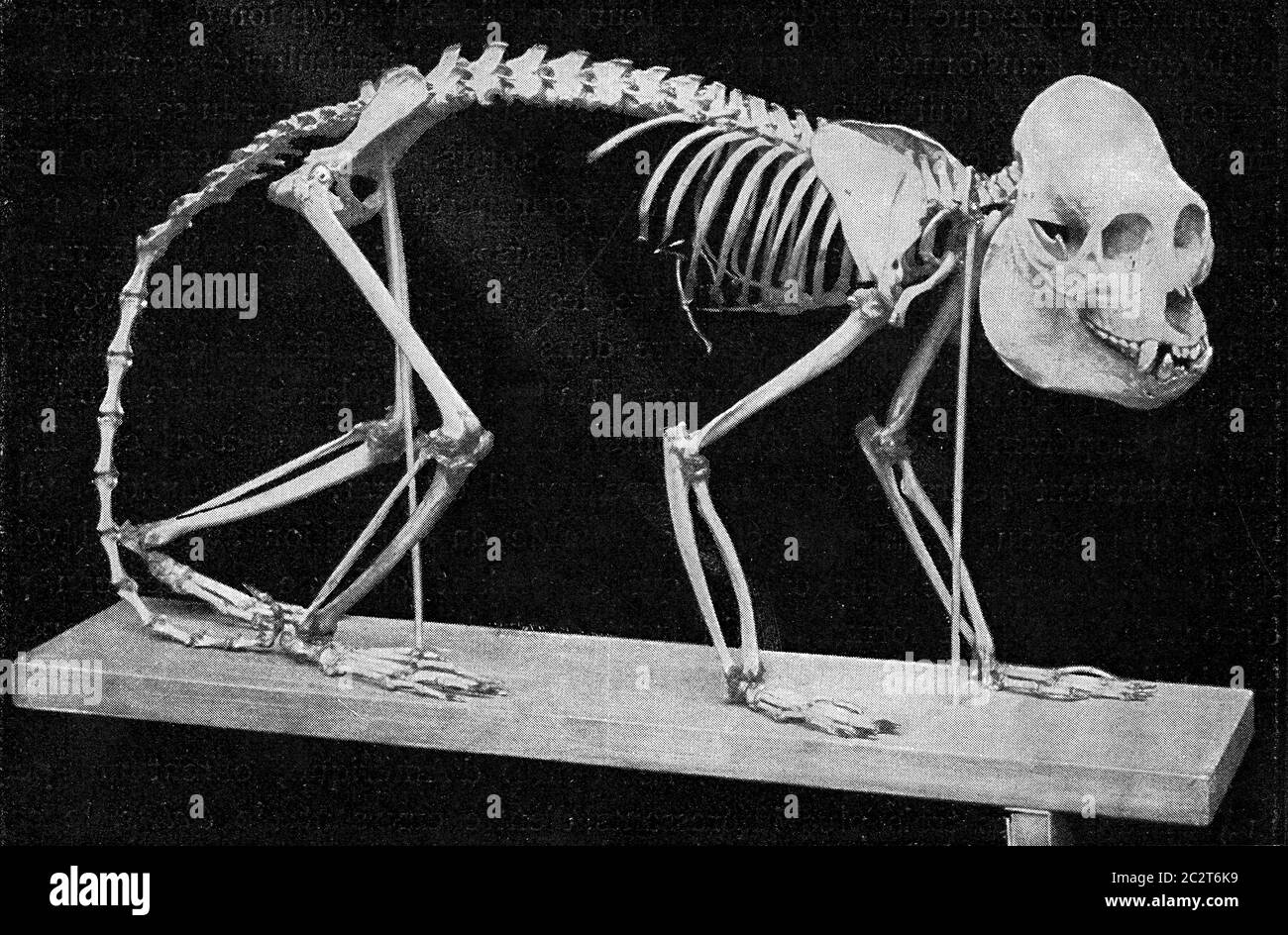 Skeleton of a howler monkey of Brazil, vintage engraved illustration ...