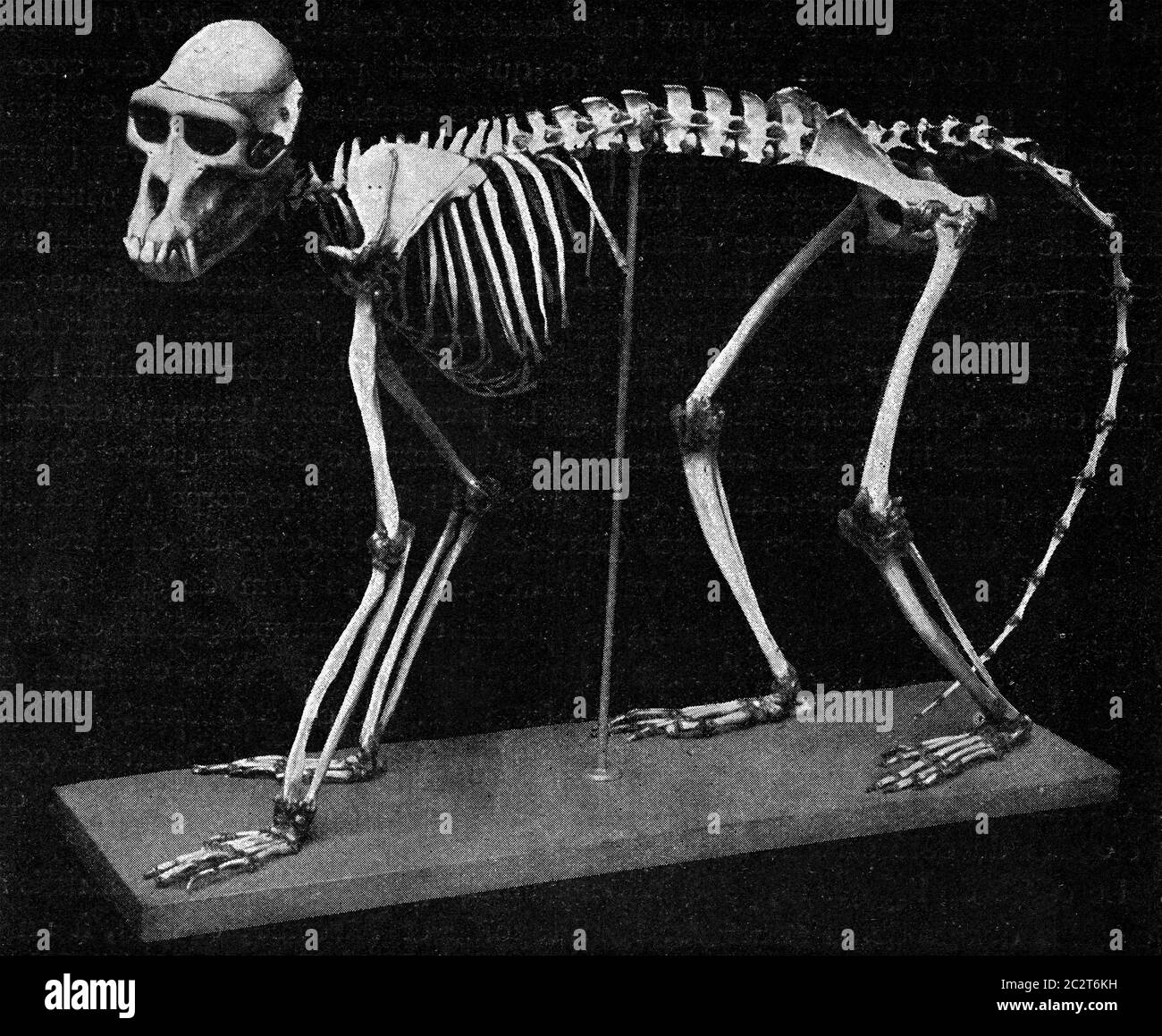 Baboon Skeleton
