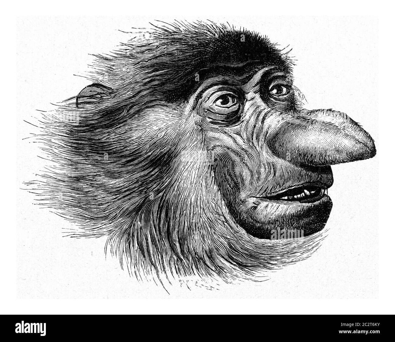 Monkey head illustration zoology hi-res stock photography and images ...
