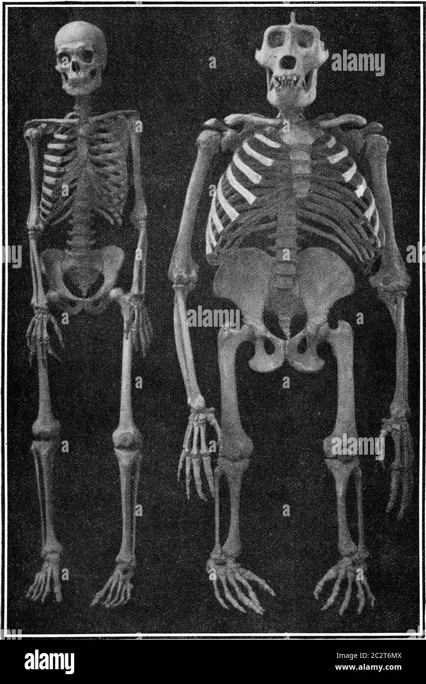 Gorilla Skeleton High Resolution Stock Photography and Images - Alamy