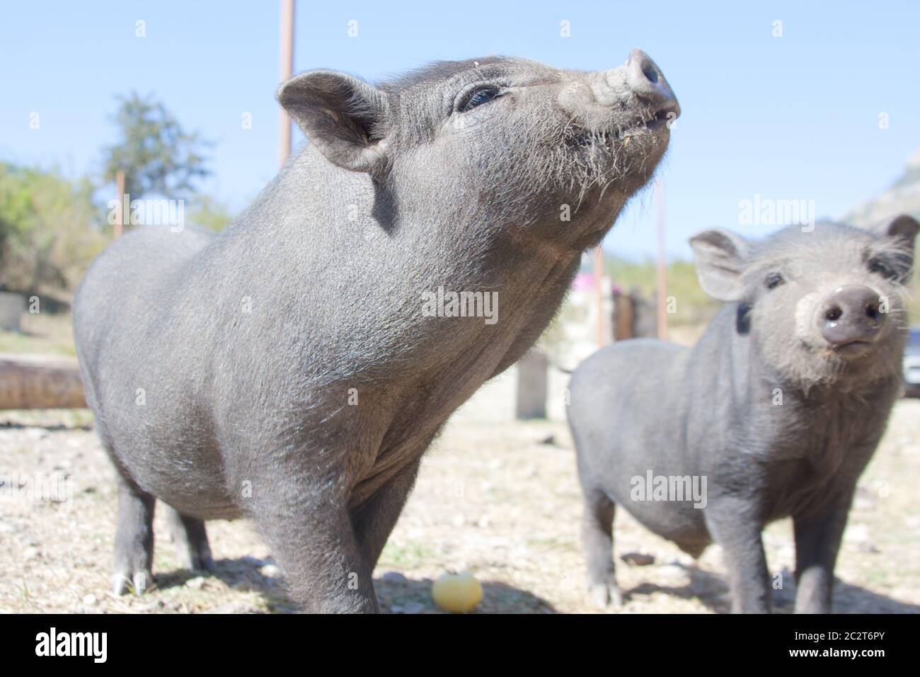 Wild boar piglets standing hi-res stock photography and images - Alamy