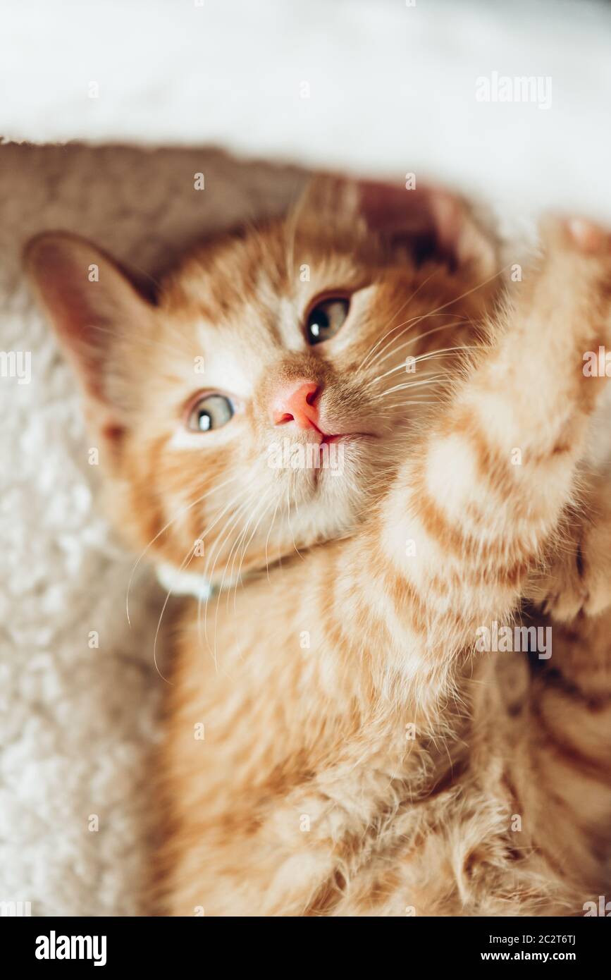 Cute ginger kitten Stock Photo - Alamy