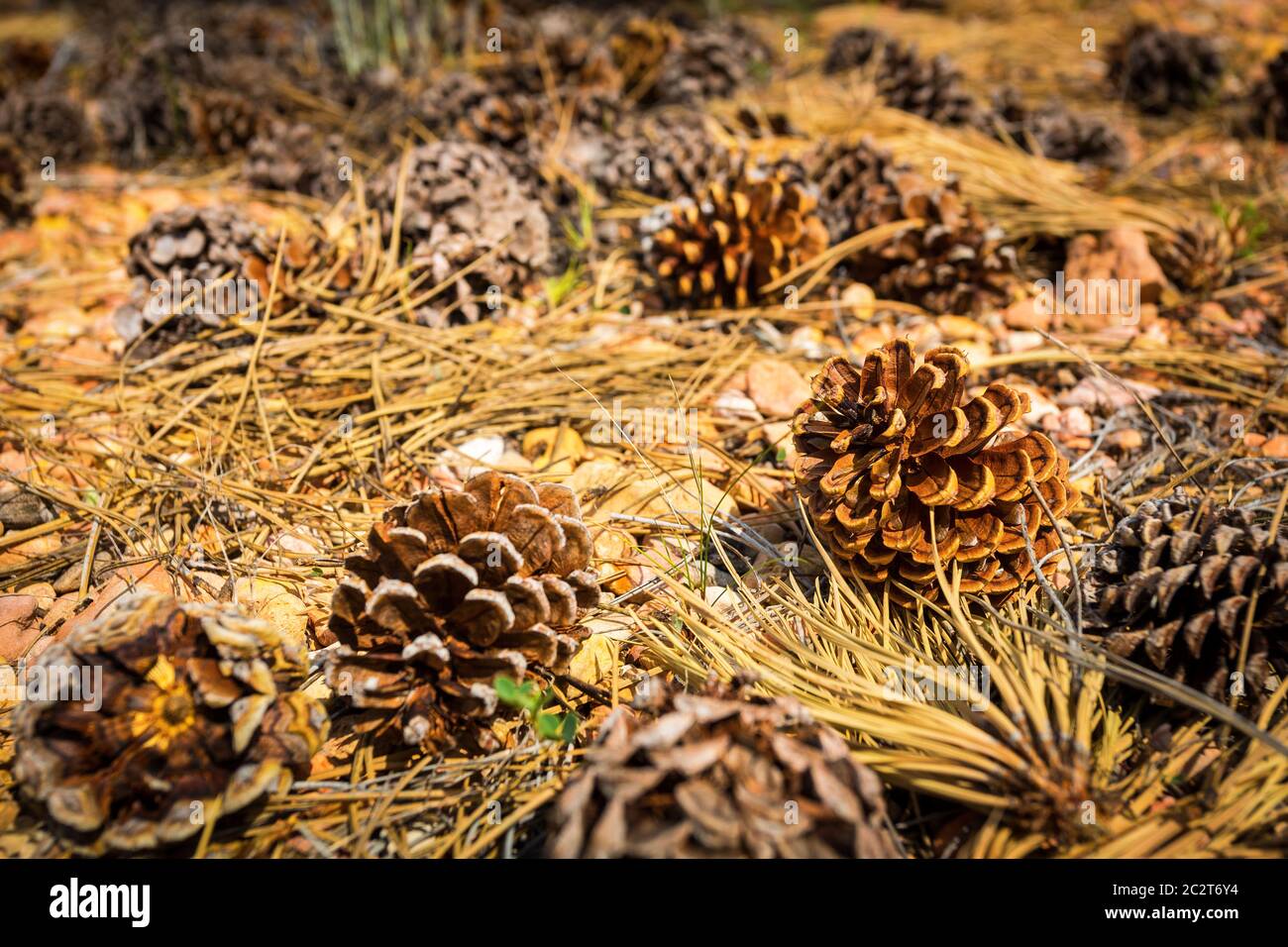 Pine cones on the ground. Fallen cones with dry needles on forest ...