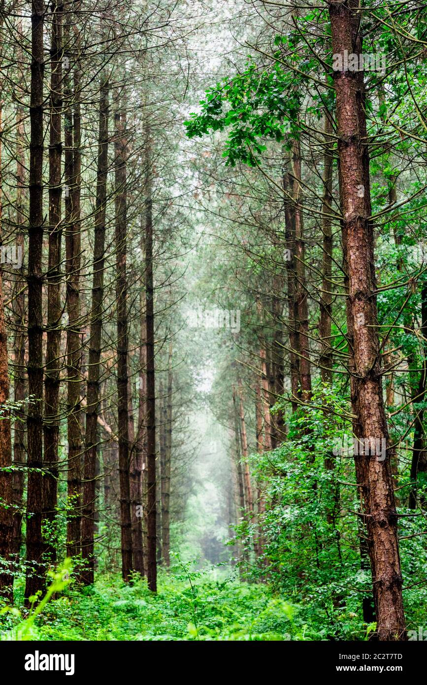Scots pine trees (Pinus sylvestris) in a woodland scene, Blidworth ...