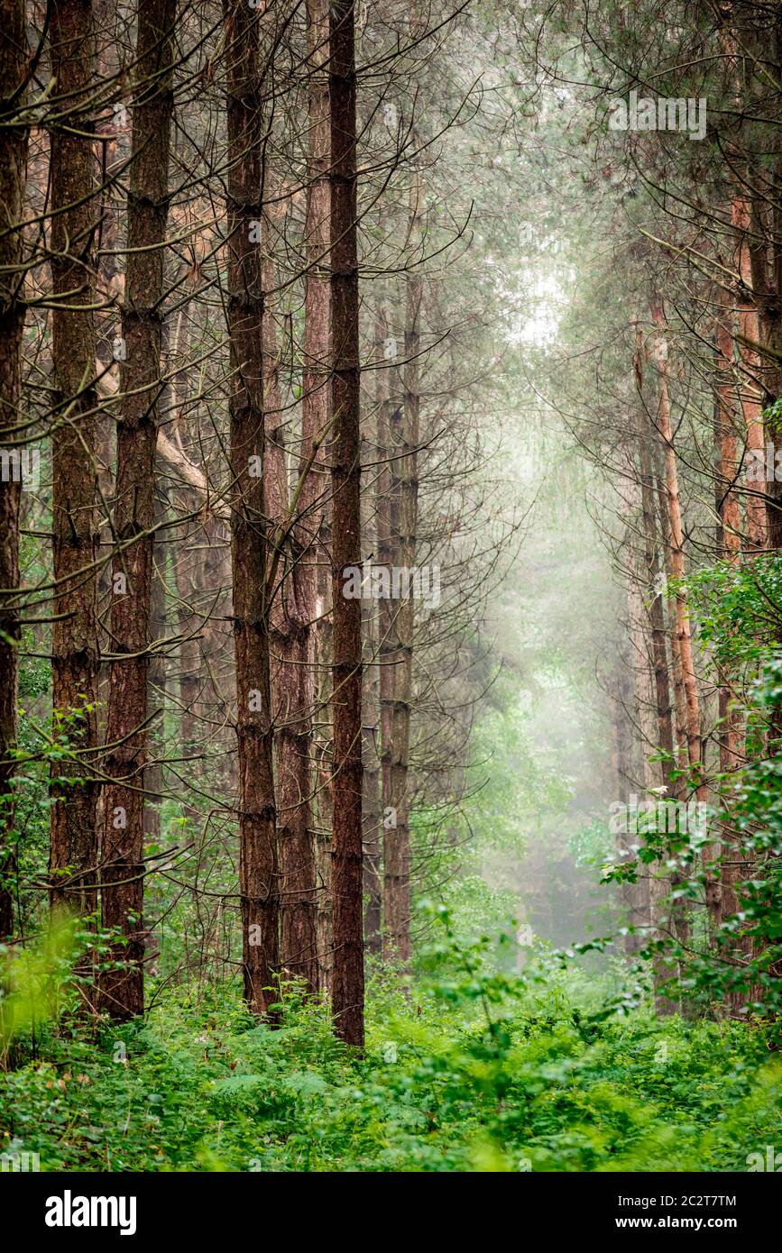 Scots pine trees (Pinus sylvestris) in a woodland scene, Blidworth ...