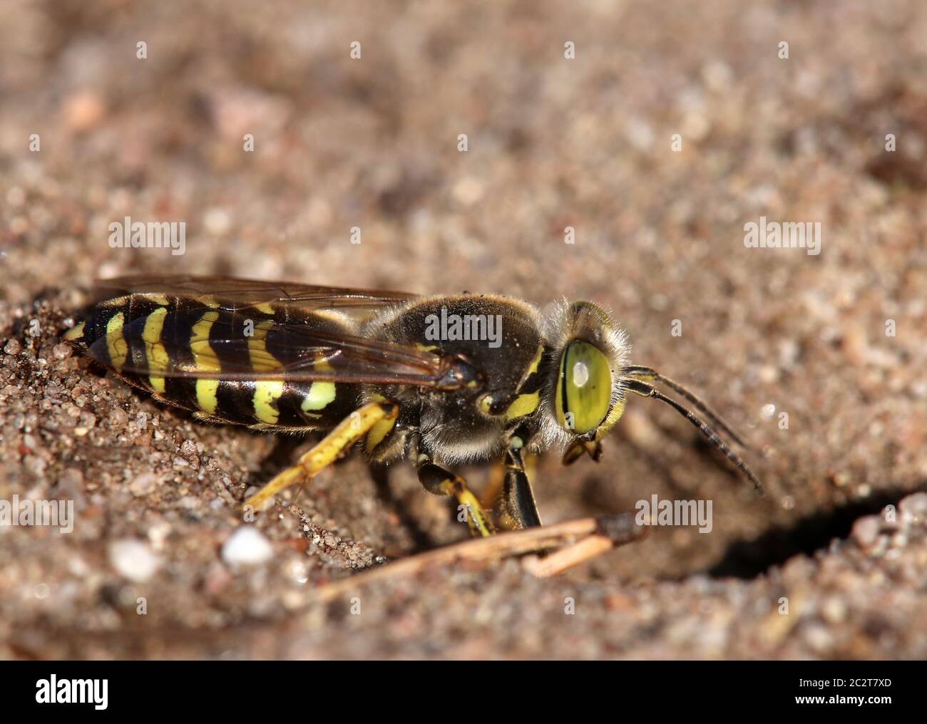 Large rotary wasp Bembix rostrata on the Sandhausen dune Stock Photo ...