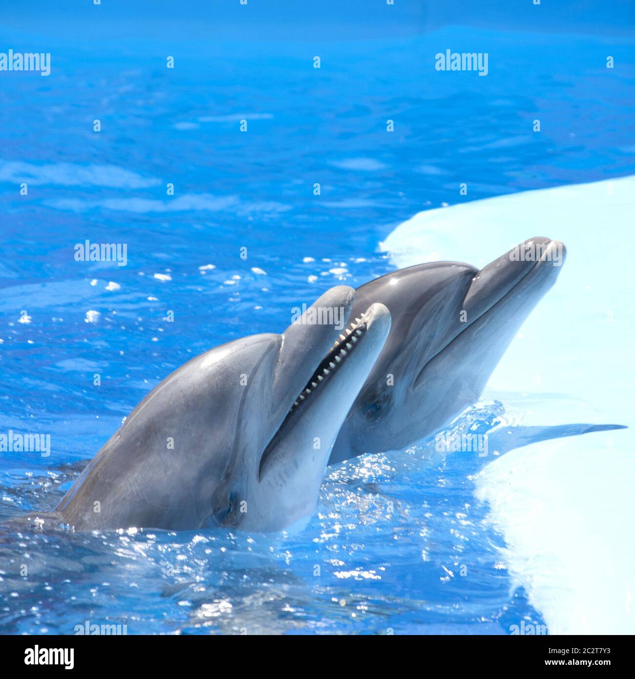 Two dolphins at dolphinarium pool Stock Photo - Alamy