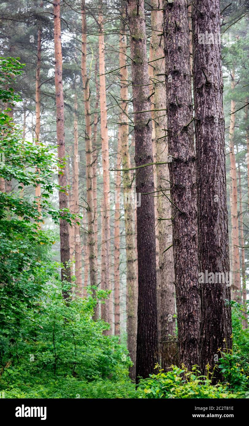 Scots pine trees (Pinus sylvestris) in a woodland scene, Blidworth ...
