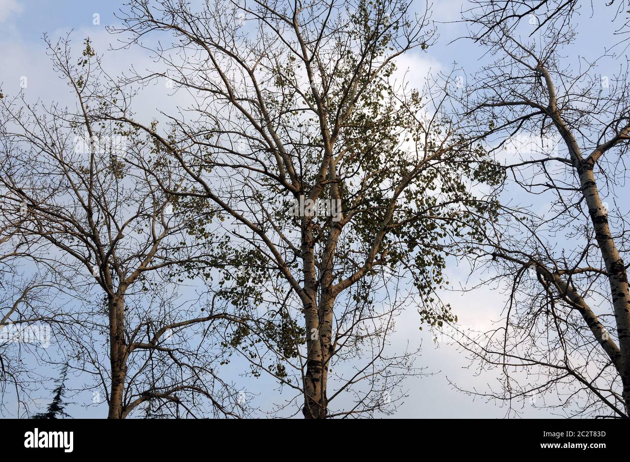 Trees in China Stock Photo - Alamy