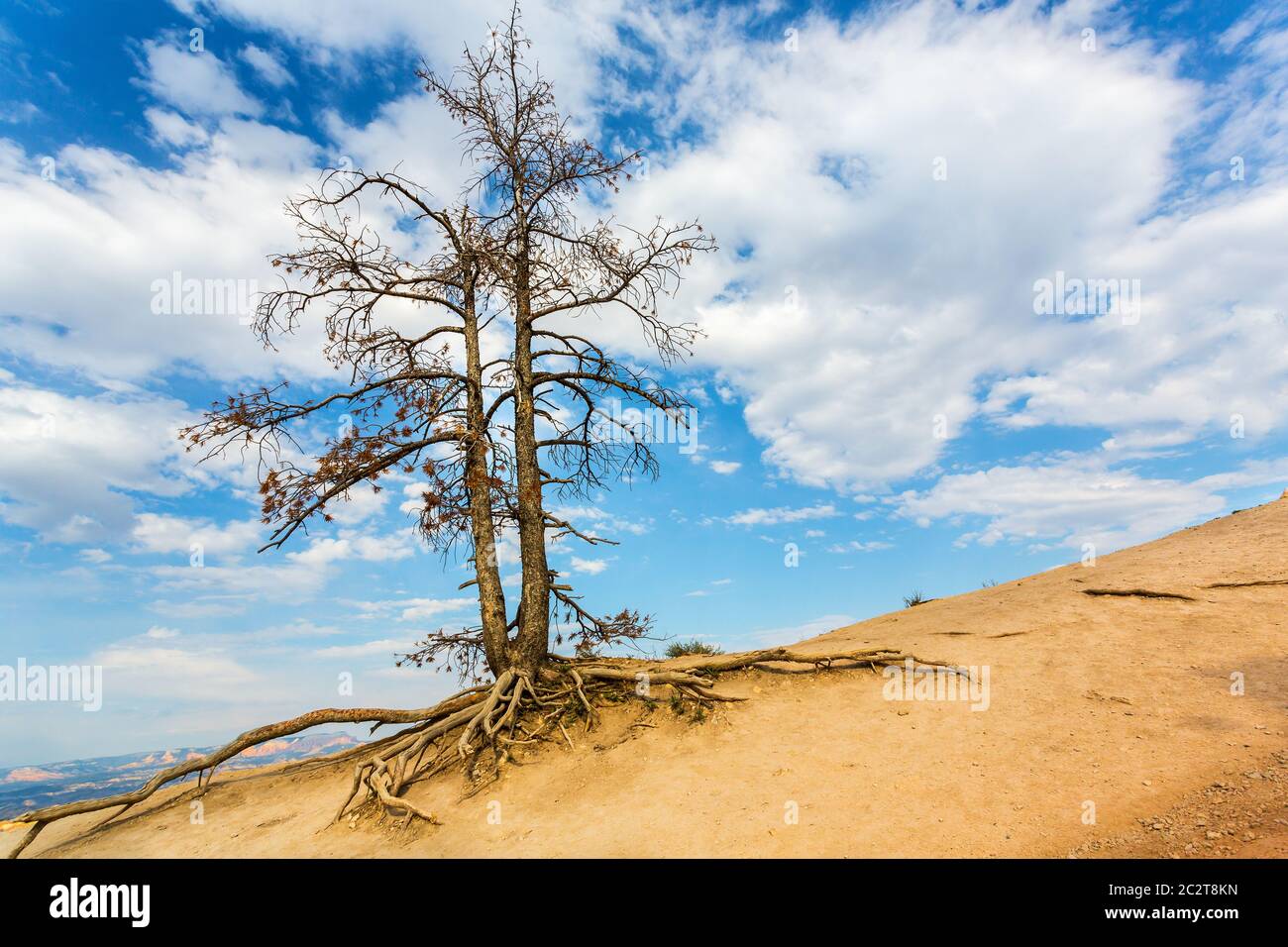 Single tree in desert valley. Wildlife nature landscape Stock Photo - Alamy