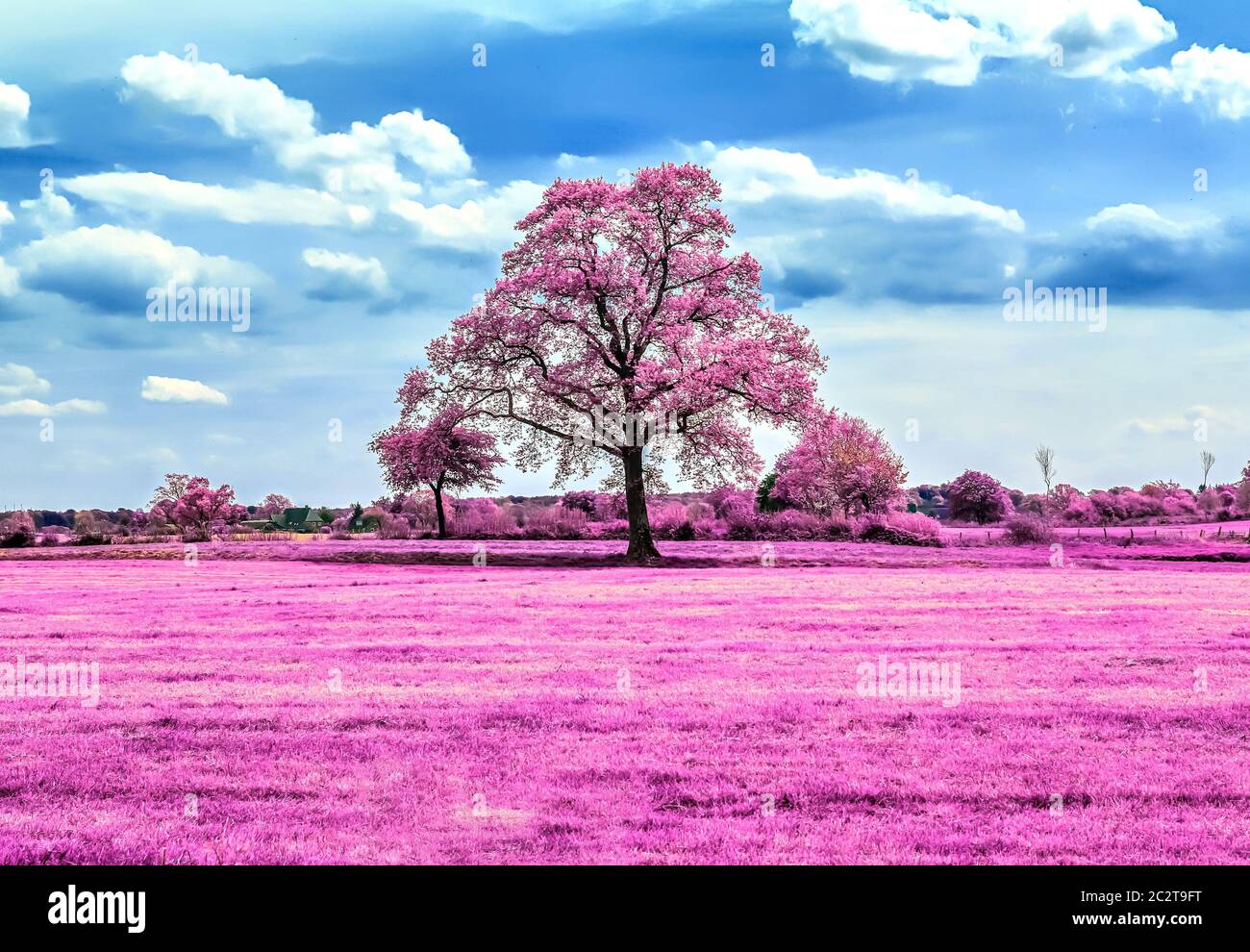 Beautiful pink infrared shots of a countryside landscape with a deep ...