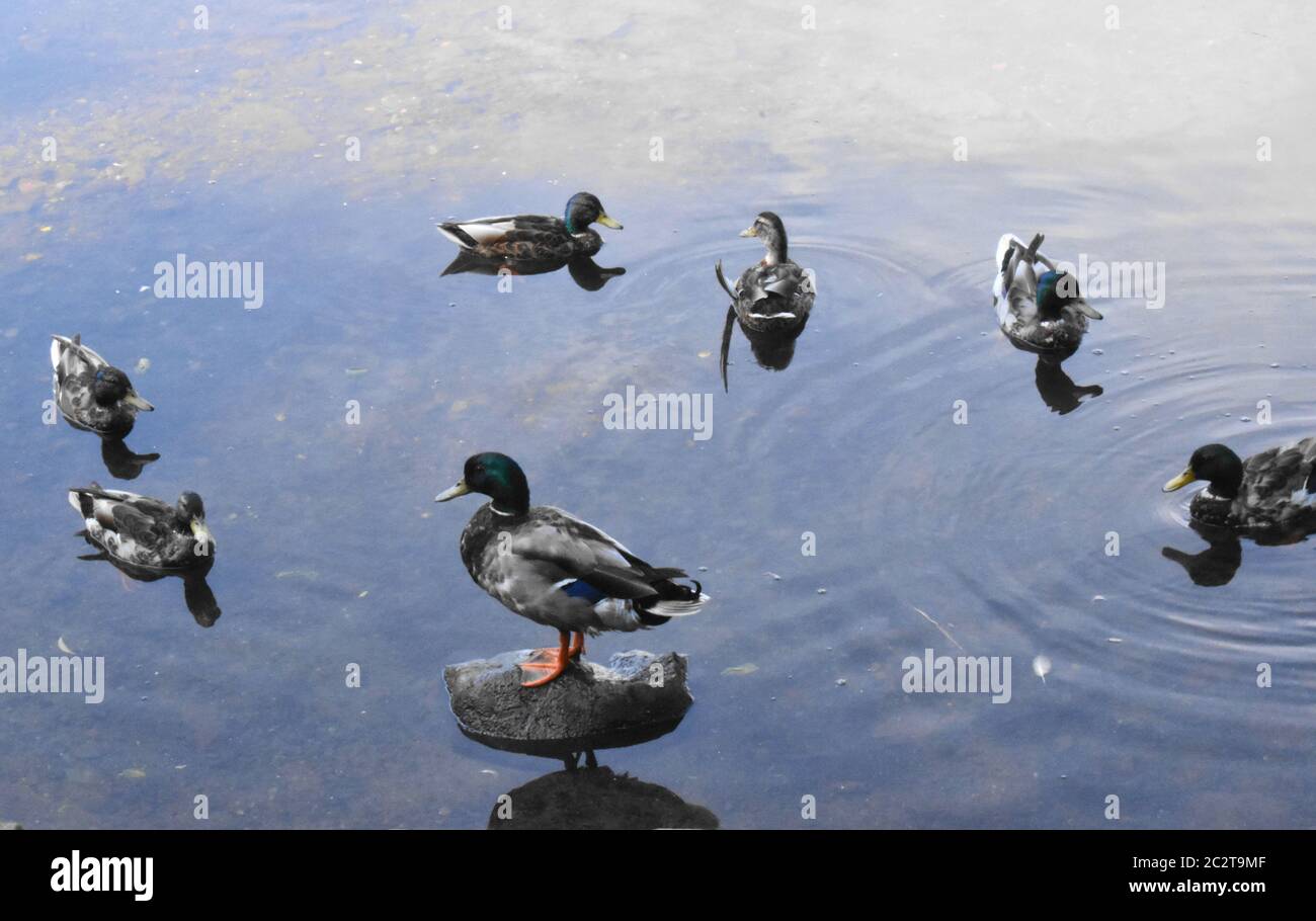 A duck standing on a stone looking at other ducks floating on the ...