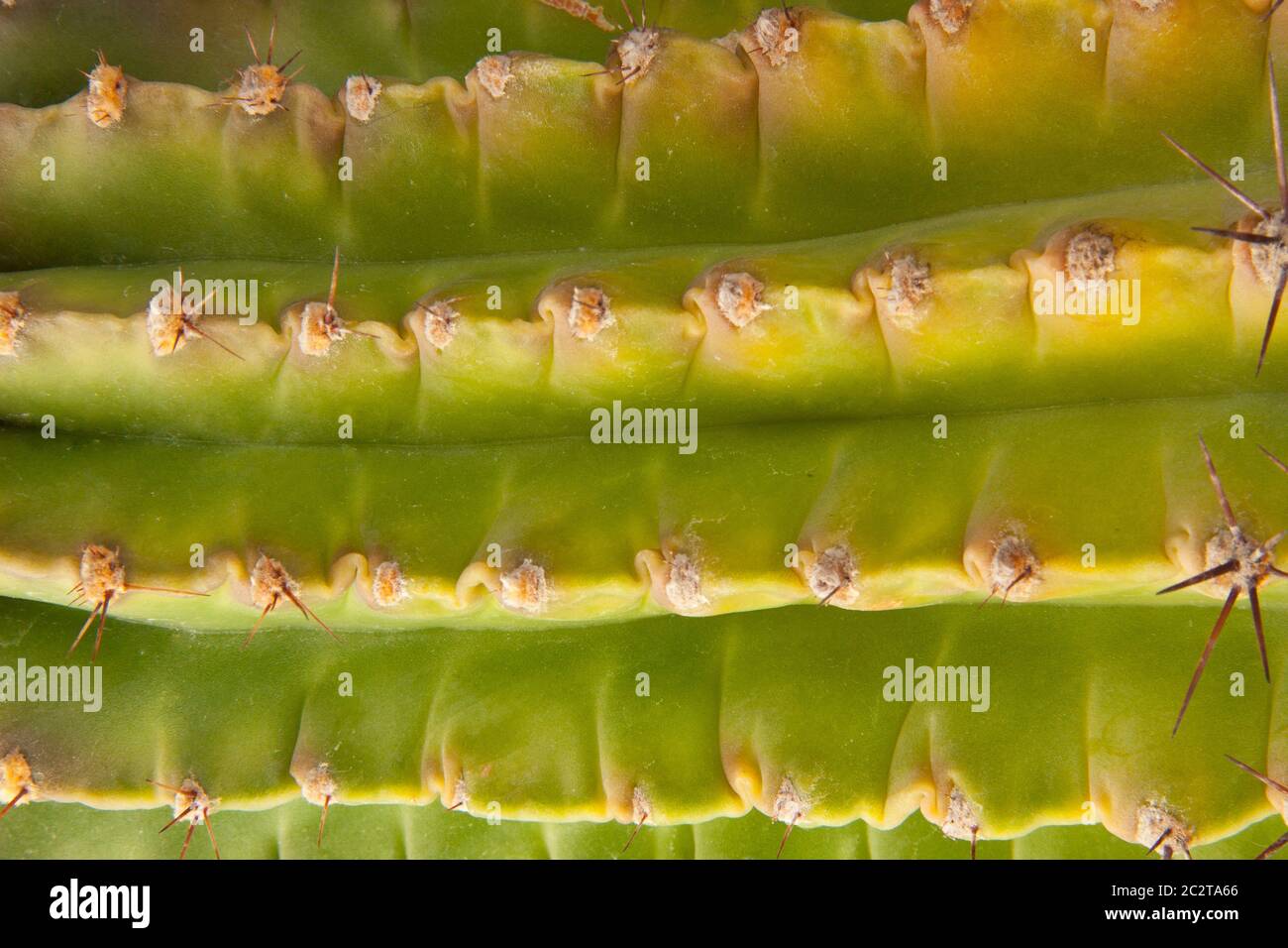 Green cactus. Texture or background Stock Photo - Alamy