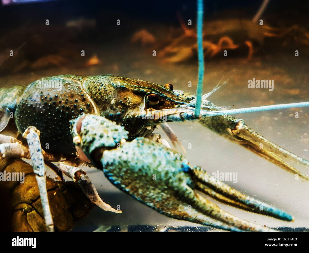 close up. blue crayfish in the river aquarium Stock Photo - Alamy