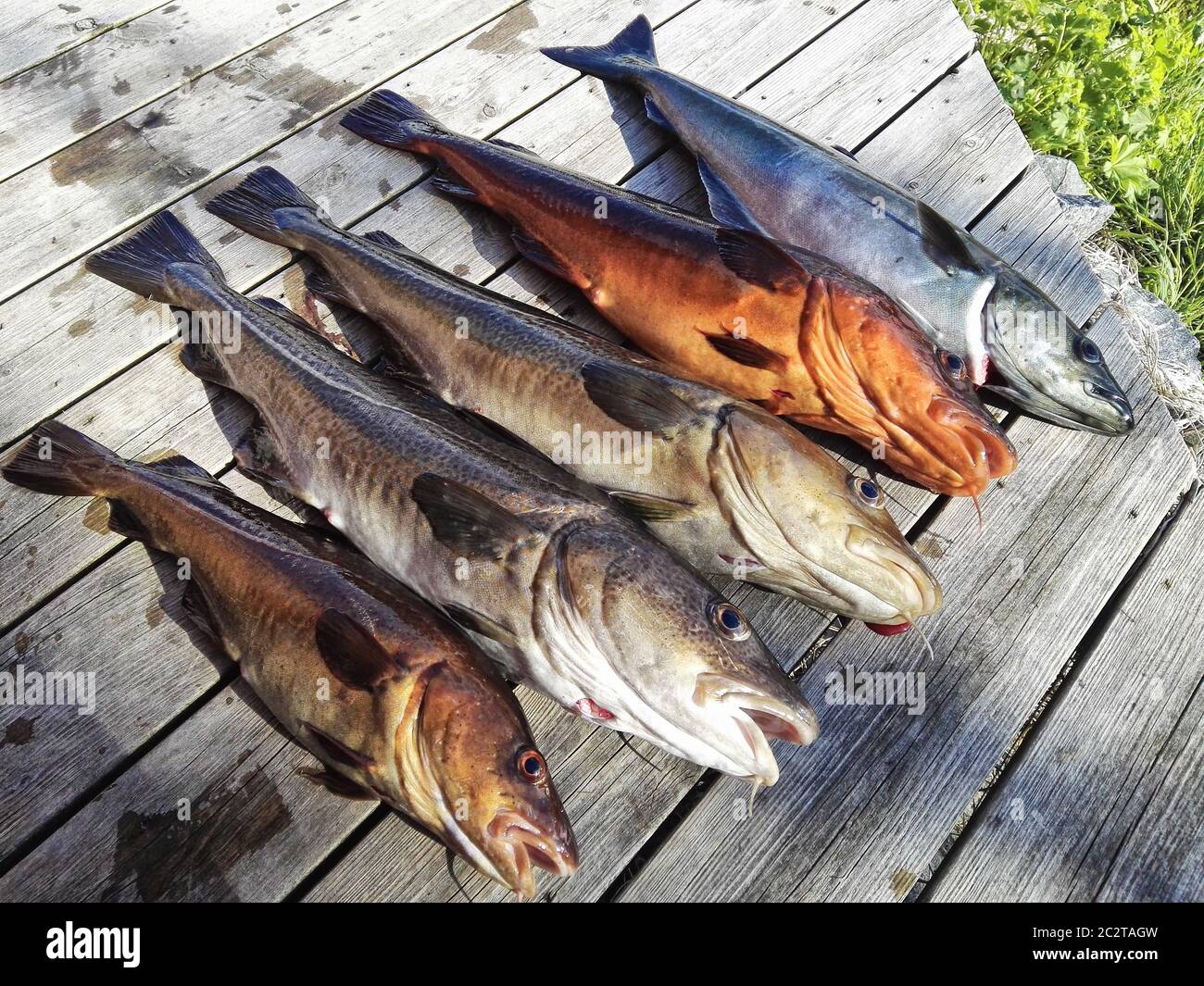 atlantische Dorsche und Seelachs, Meeresfische Stock Photo - Alamy