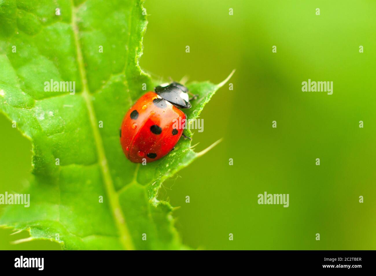 Ladybug on a blade of grass. Insect crawling on the leaf. Beautiful bug ...