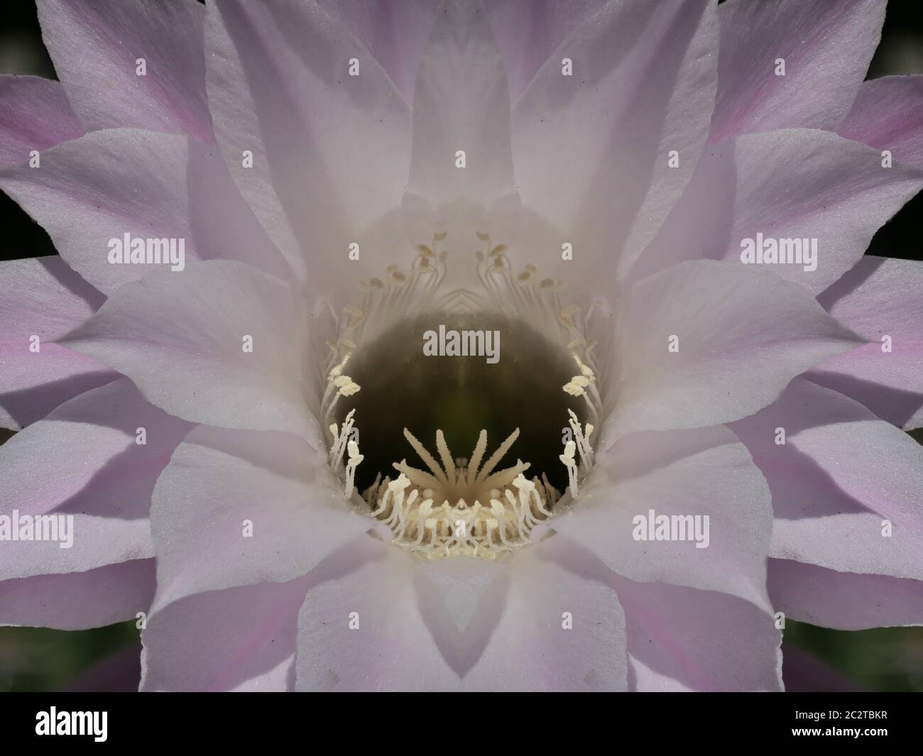 Micro dettagli hi-res stock photography and images - Alamy