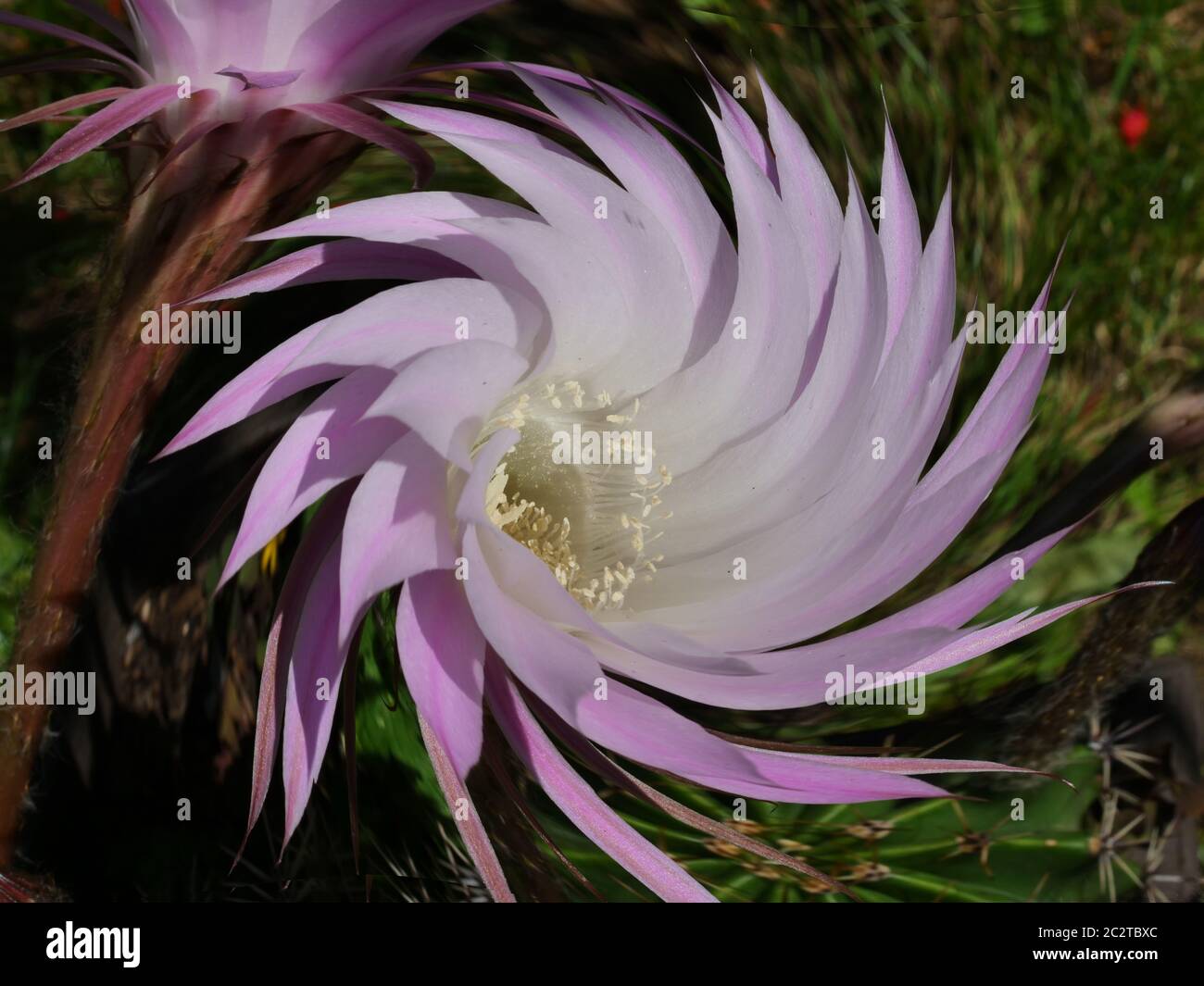 Cactus flower isolated and zoom Stock Photo - Alamy