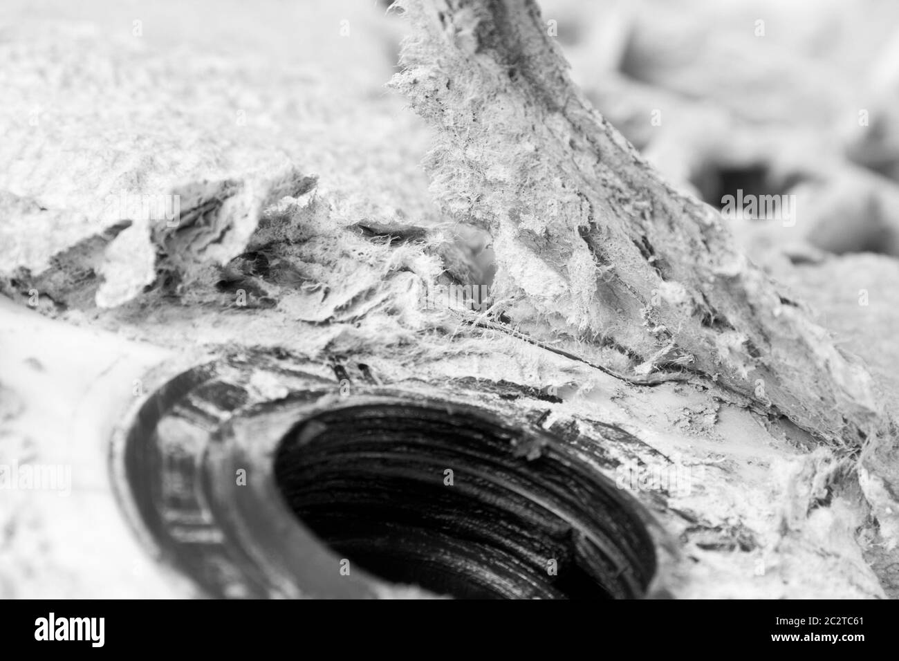Spore structure Black and White Stock Photos & Images - Alamy