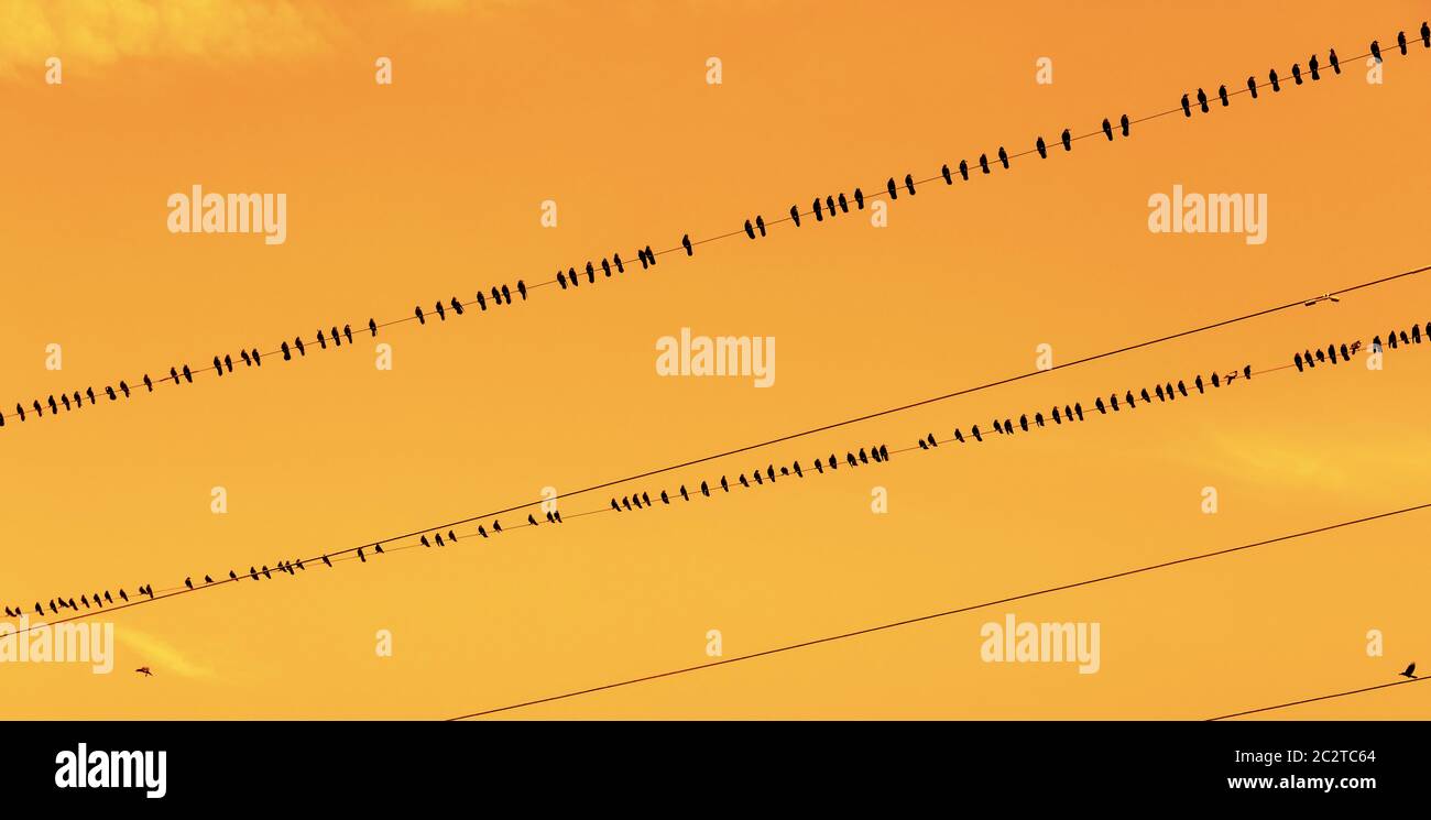 Crows sitting on power line hi-res stock photography and images - Alamy