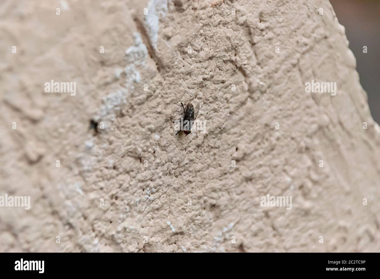 Disease vector insect hi-res stock photography and images - Alamy