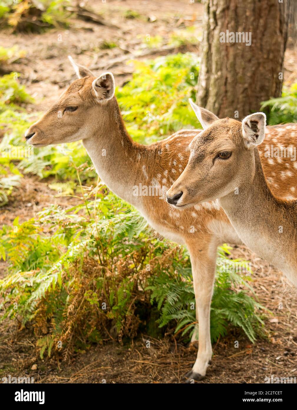 Female deers hi-res stock photography and images - Alamy