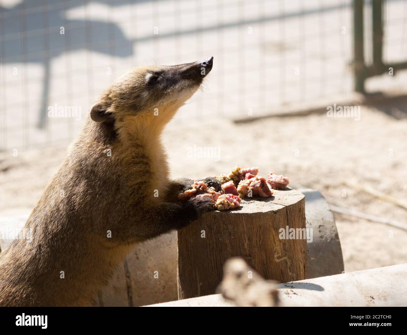 White-nosed Coati (Nasua narica) eating meat Stock Photo - Alamy