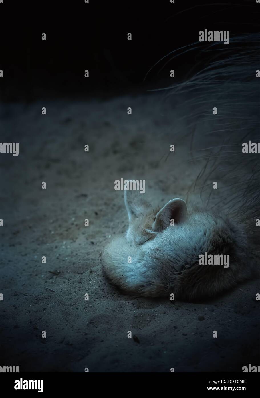 Fennec fox night hi-res stock photography and images - Alamy