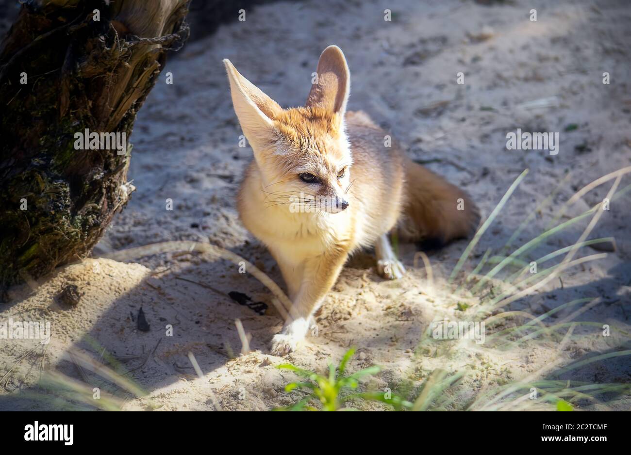 Cute fennec fox standing in the white sand Stock Photo - Alamy