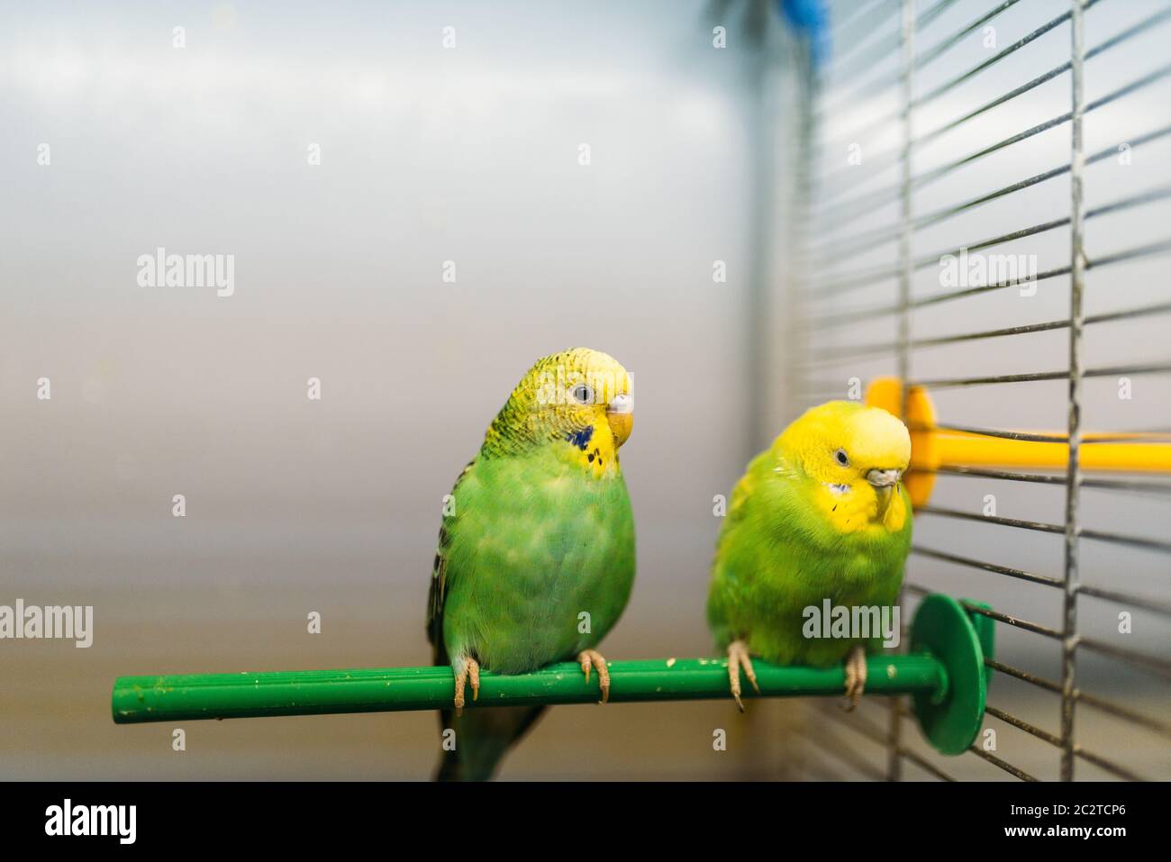 Petshop parrot* hi-res stock photography and images - Alamy