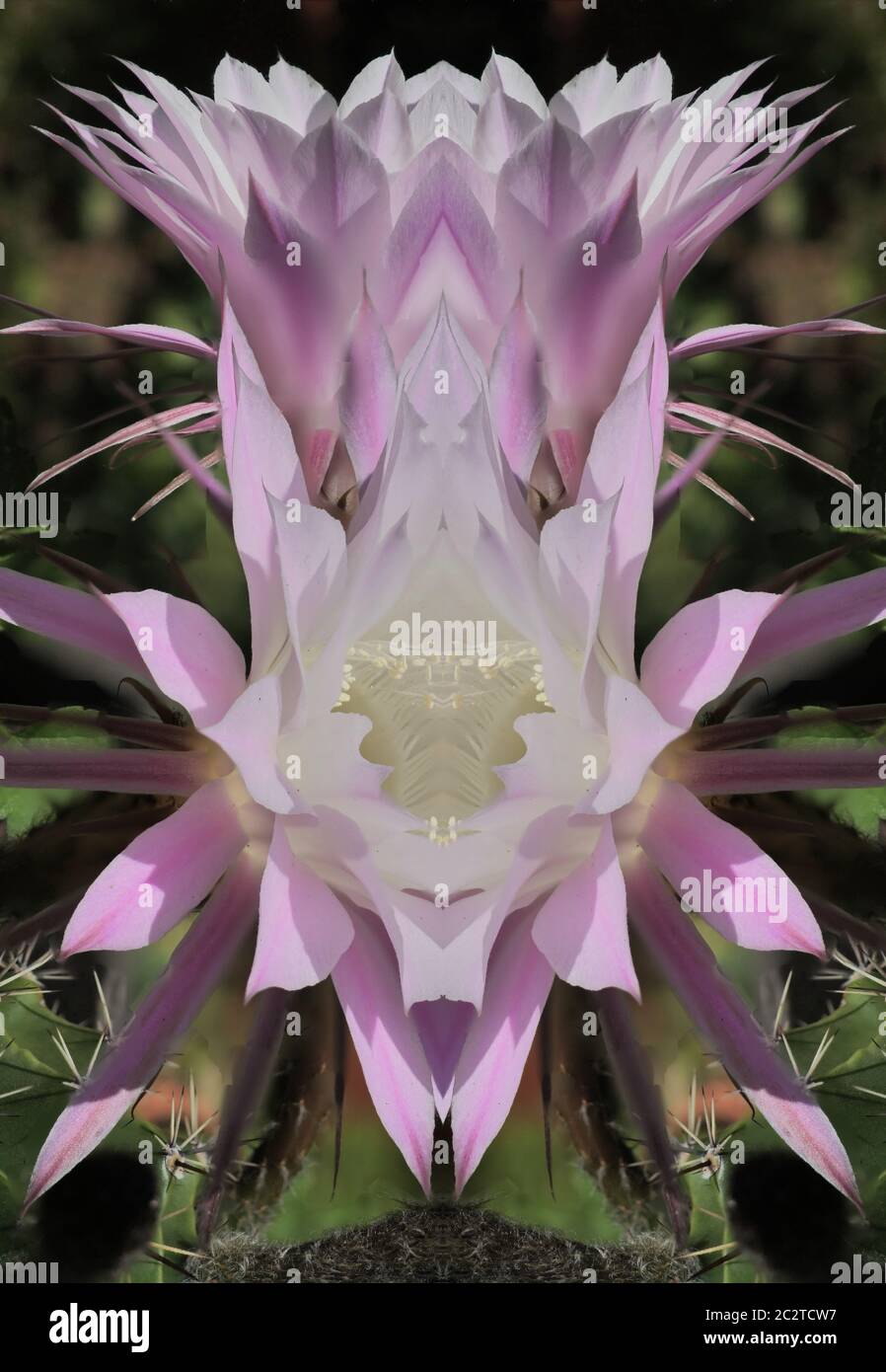 Cactus flower isolated and zoom Stock Photo - Alamy