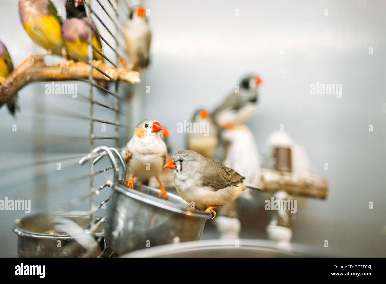 Domestic birds sitting on a stick in pet shop. Poultry in zooshop ...