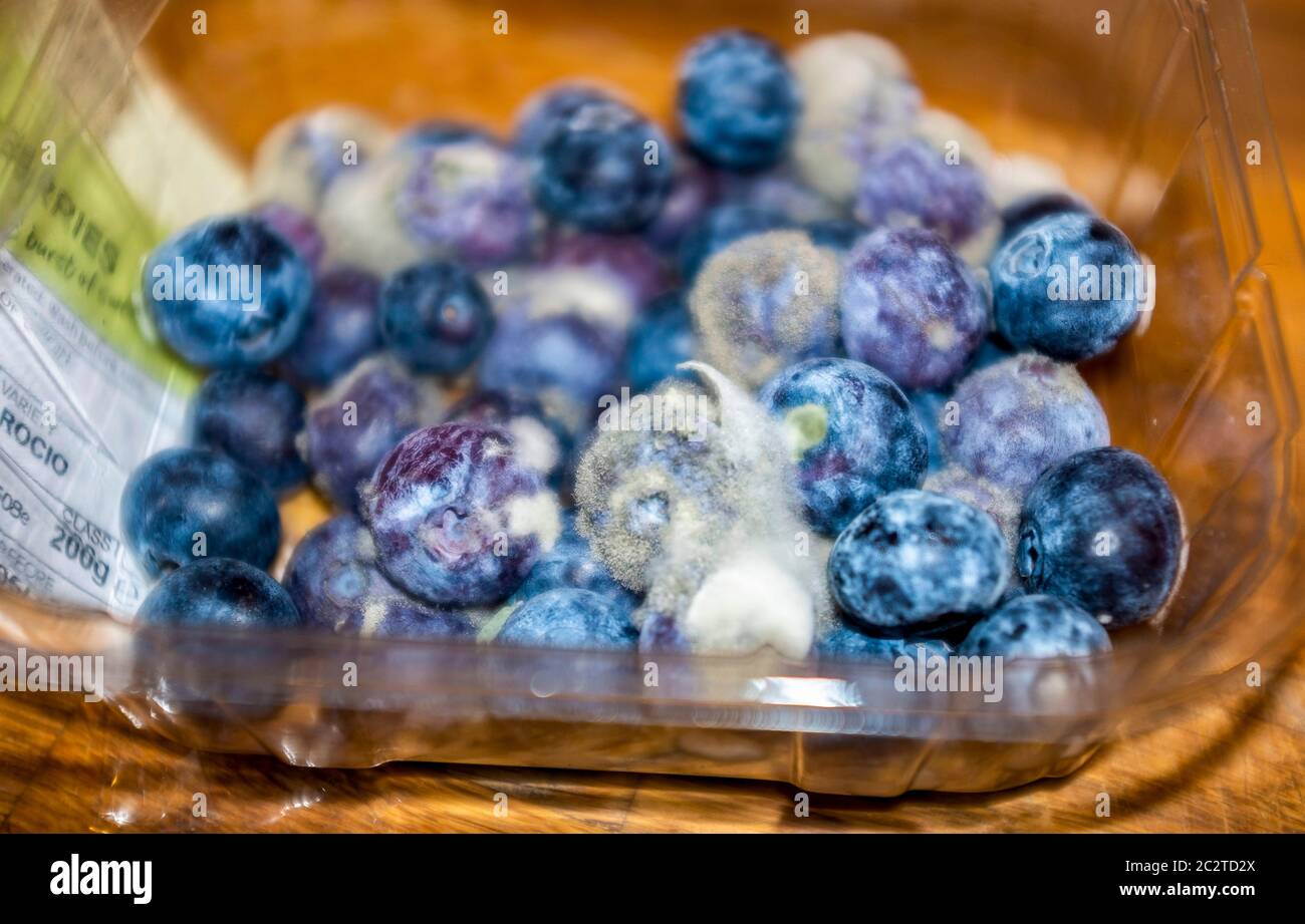 Blueberry mould hi-res stock photography and images - Alamy