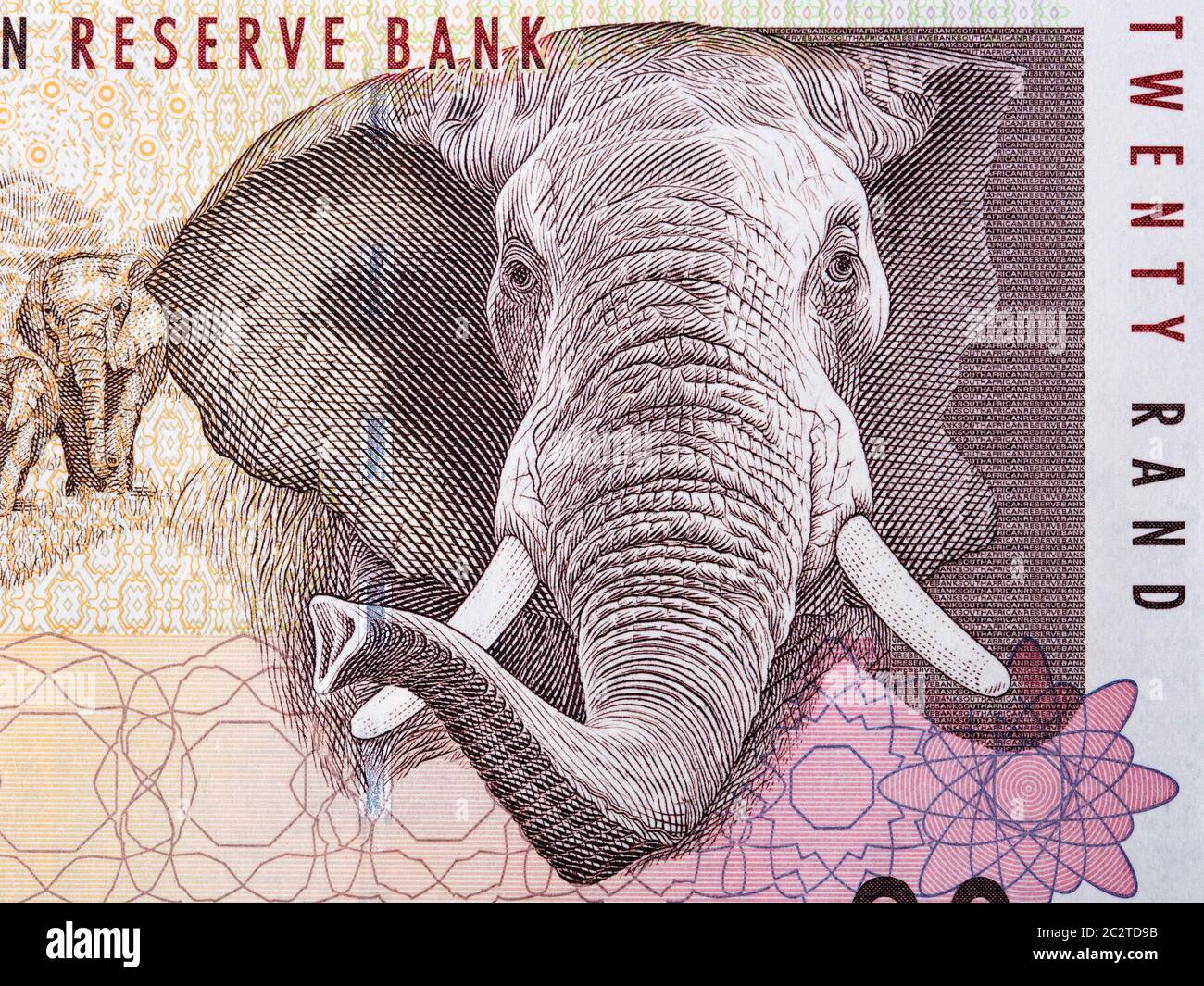 African elephant a portrait from South African money Stock Photo - Alamy